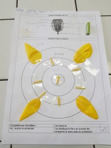 6ème 2-3 : dissection de la tulipe – Collège Henri Longchambon