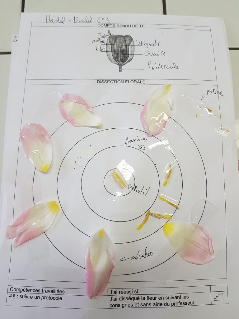 6ème 2-3 : dissection de la tulipe – Collège Henri Longchambon